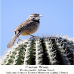 Cactus Wrens – Arizona’s very noisy state bird – Arizona Daily Independent