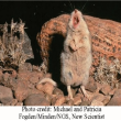 The ferocious Grasshopper mouse – Arizona Daily Independent