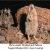 The ferocious Grasshopper mouse – Arizona Daily Independent
