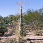 A Boojum, definitely a boojum – Arizona Daily Independent