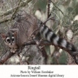 Creatures of the night – Ringtails – Arizona Daily Independent