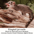 Creatures of the night – Ringtails – Arizona Daily Independent