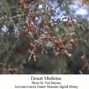 Desert Mistletoe – Arizona Daily Independent