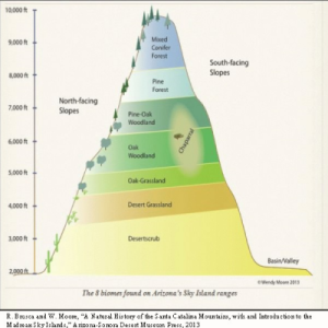 Oak trees of the Sonoran Desert region – Arizona Daily Independent