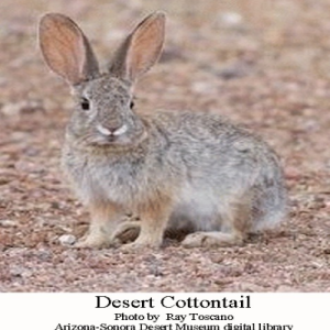 Desert Cottontails – food for almost everything – Arizona Daily Independent