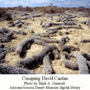 The Creepy Creeping Devil Cactus – Arizona Daily Independent