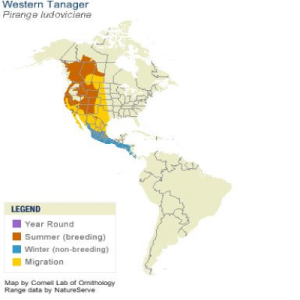 The Western Tanager – a flaming red-head – Arizona Daily Independent