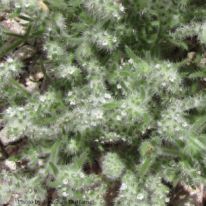 Invasion of the Popcorn Flowers – Arizona Daily Independent