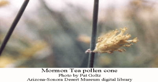 Mormon Tea – a widely used medicinal plant – Arizona Daily Independent