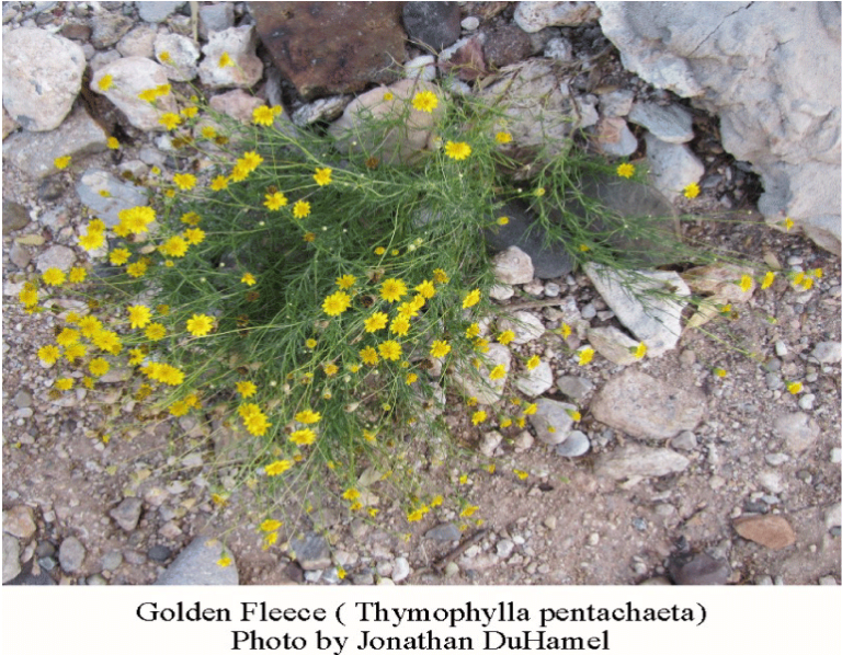 Golden Fleece – A Hardy Desert Flowering Plant – Arizona Daily Independent