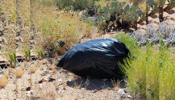 Aesthetics in the Classy Foothills of Tucson – Arizona Daily Independent
